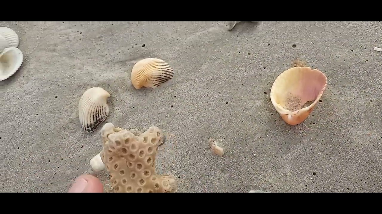 SCORING NICE CORAL BEFORE A STORM BEACHCOMBING - YouTube