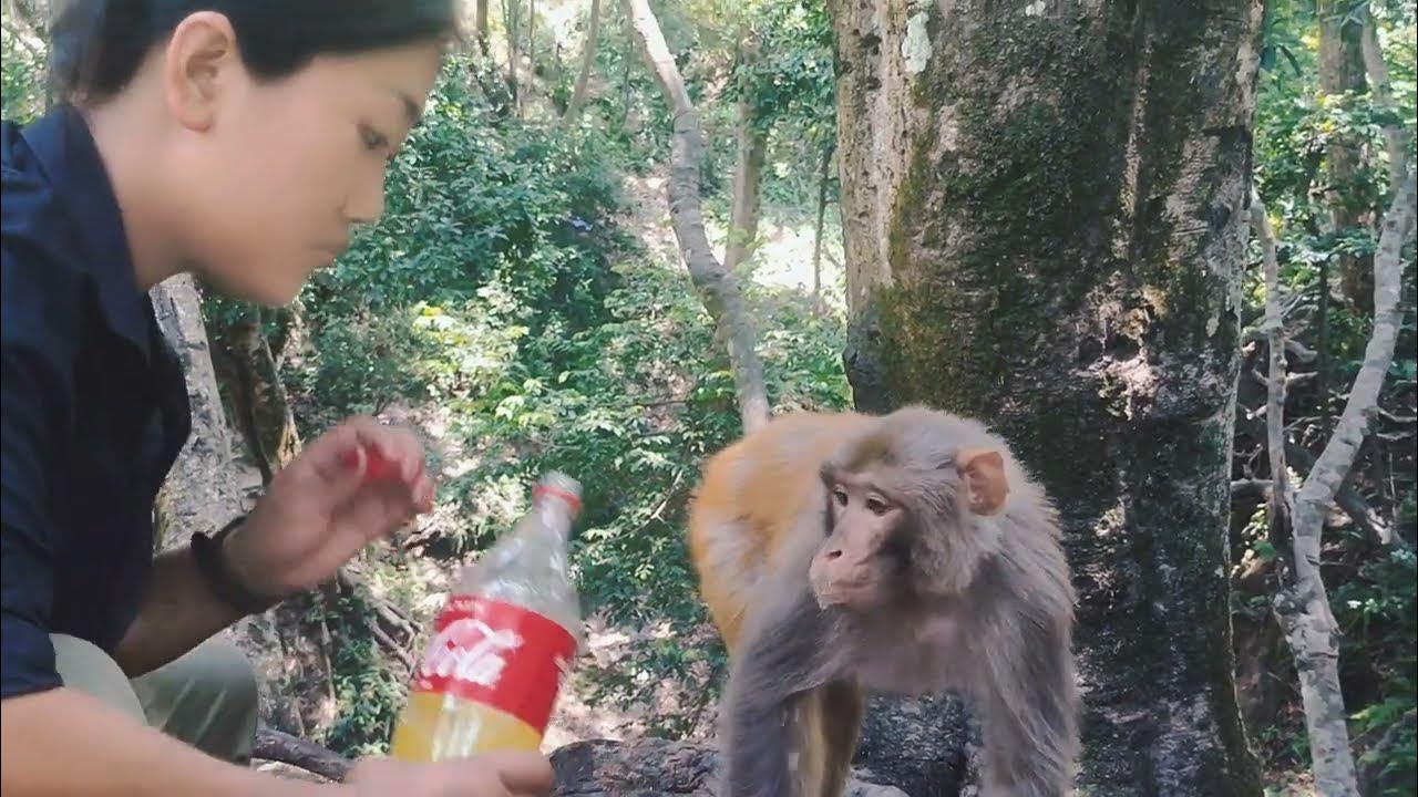 monkeys drinking juice 🐒 || #monkey #trending #viral - YouTube
