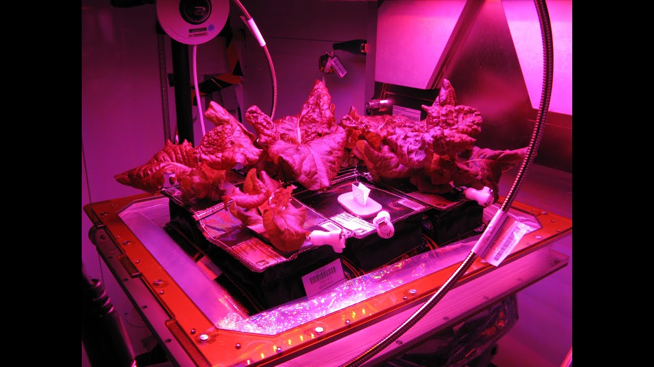 Hydroponics in Space | NASA Space Station Use Hydroponics To Grow Food ...