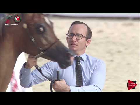 N 389 AATIQ AL BIDAYER   UAE Nationals 2019