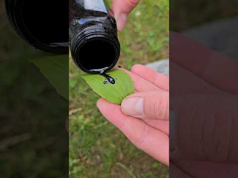 Poison Ivy and the oil it produces called Urushiol 🌱