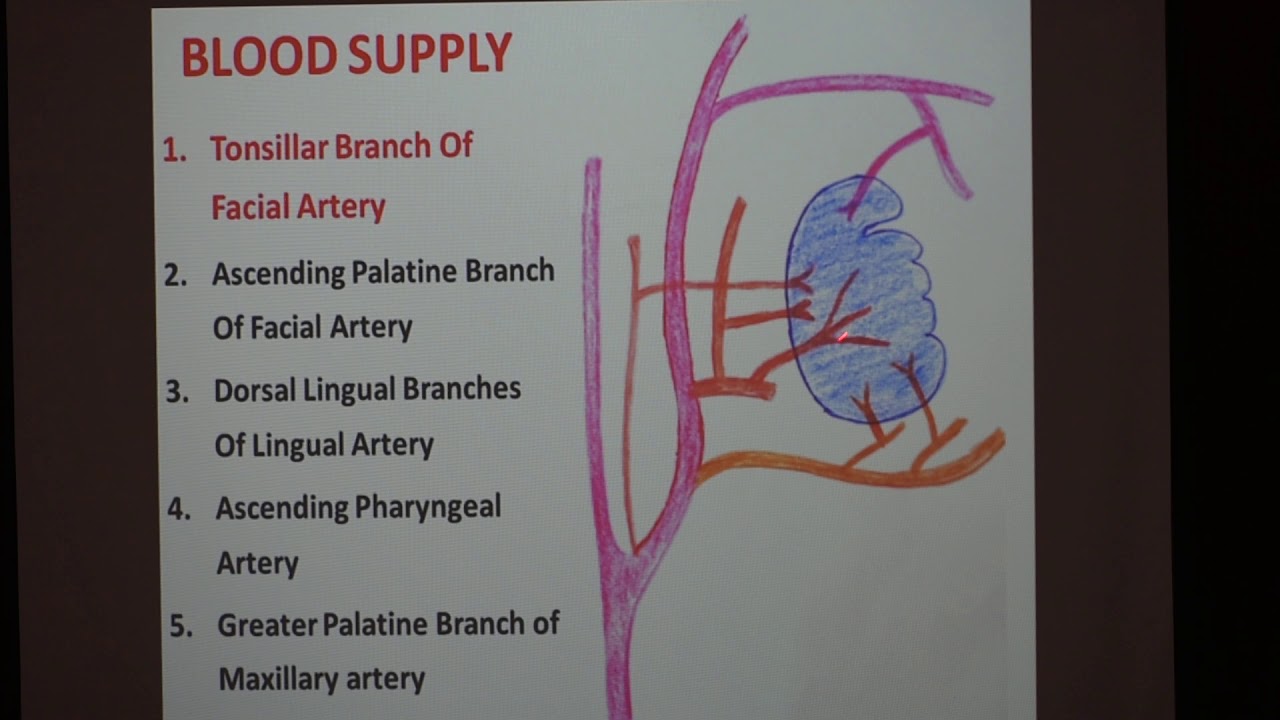 Gross Anatomy of Tonsil Part 2 - YouTube