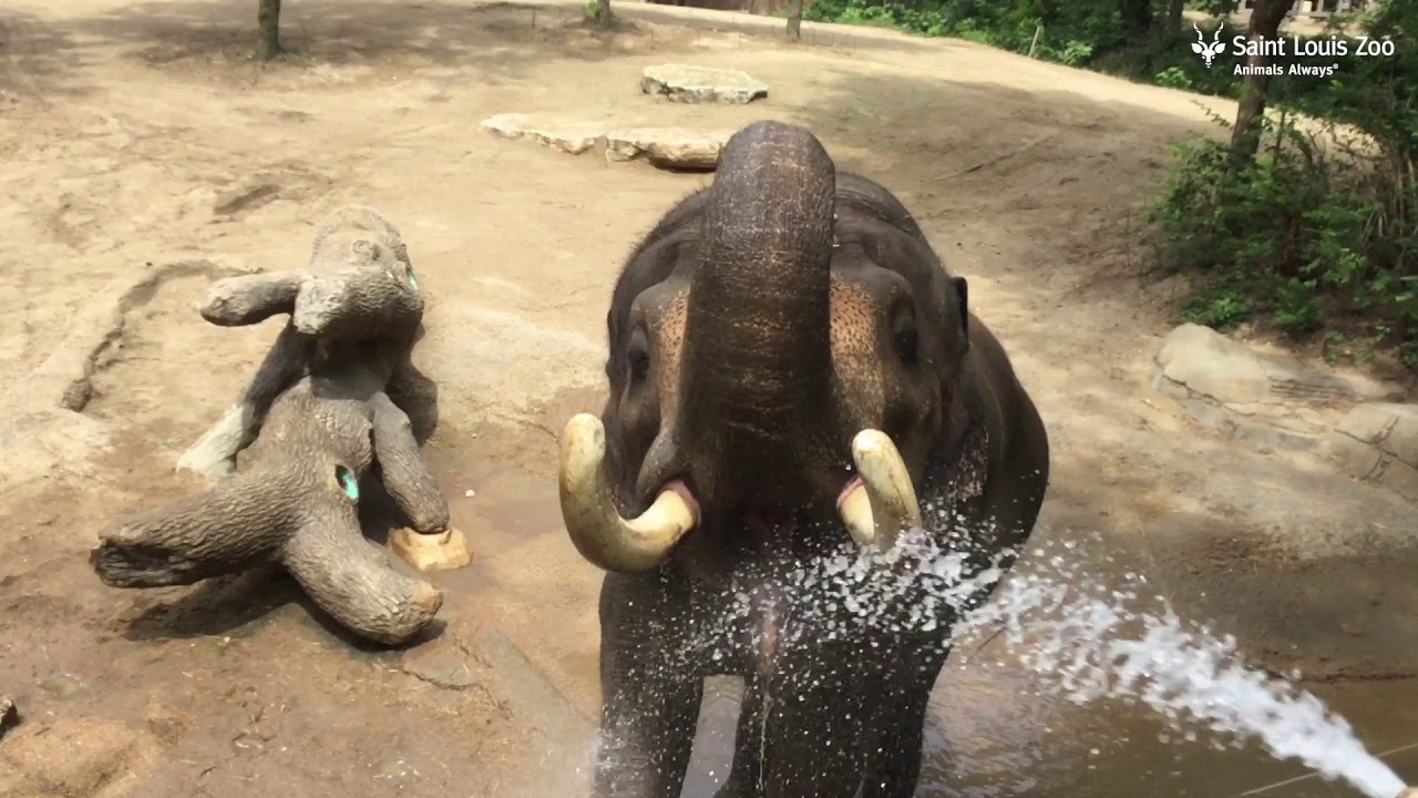 Asian Elephant Raja Receives a Bath and Wellness Check at the Saint ...