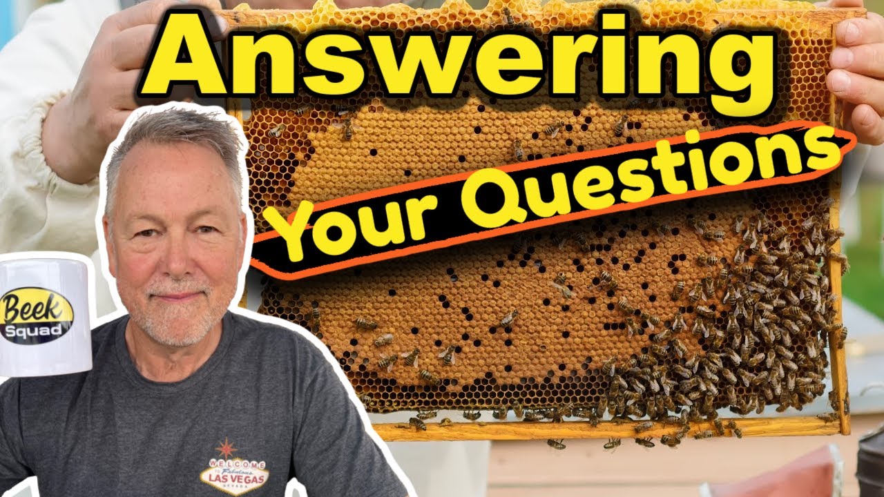 Beekeeping Questions For Spring Finally Answered - YouTube