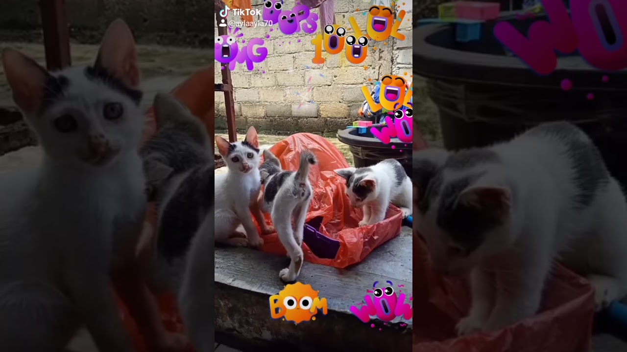 Tik tok kucing lucu dan imut - YouTube