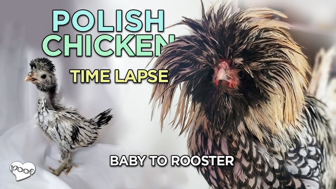 Silver Polish Chicken