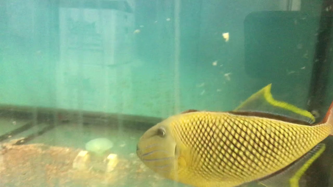 Male crosshatch trigger-$749 @ www.nyaquatic.com - YouTube