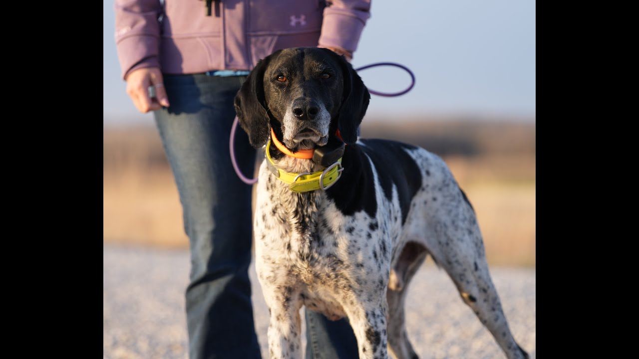 DT Systems D.O.G. Director 700 e-Collar Trainer with Vibe and Tone ...