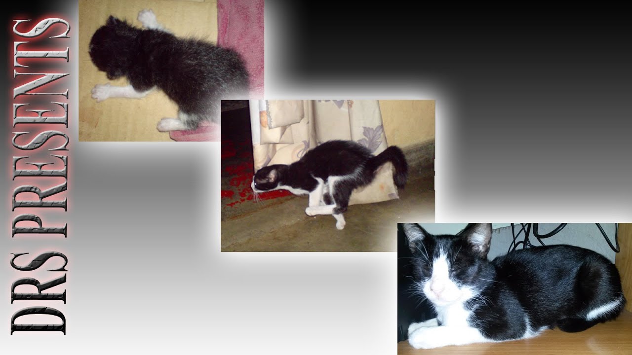 Life Cycle of a Cat: From Birth to Death - YouTube