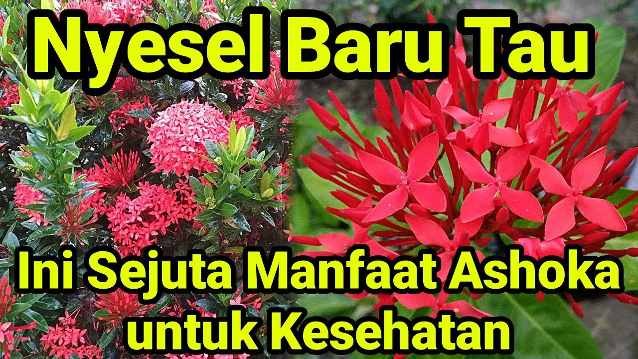 Mengulas Manfaat Tanaman Bunga Asoka untuk Kesehatan yang sebenarnya ...