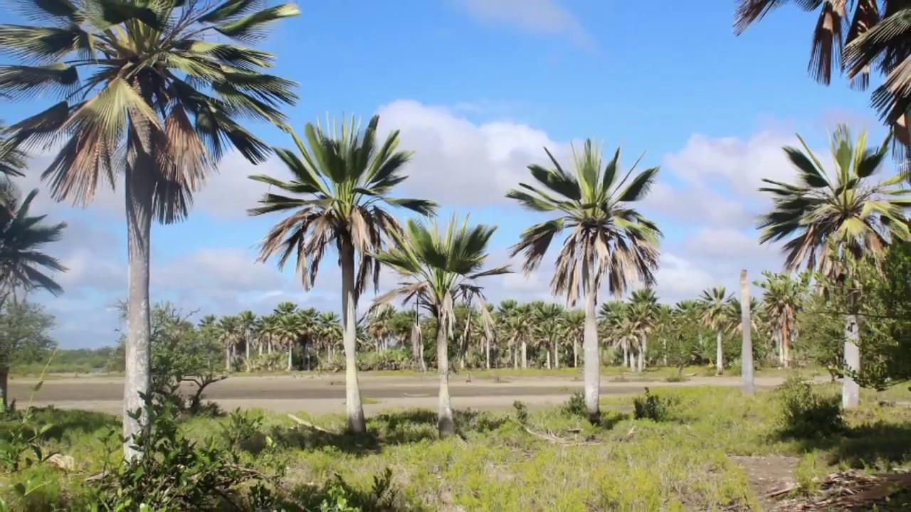 Copernicia gigas habitat in Cuba - YouTube