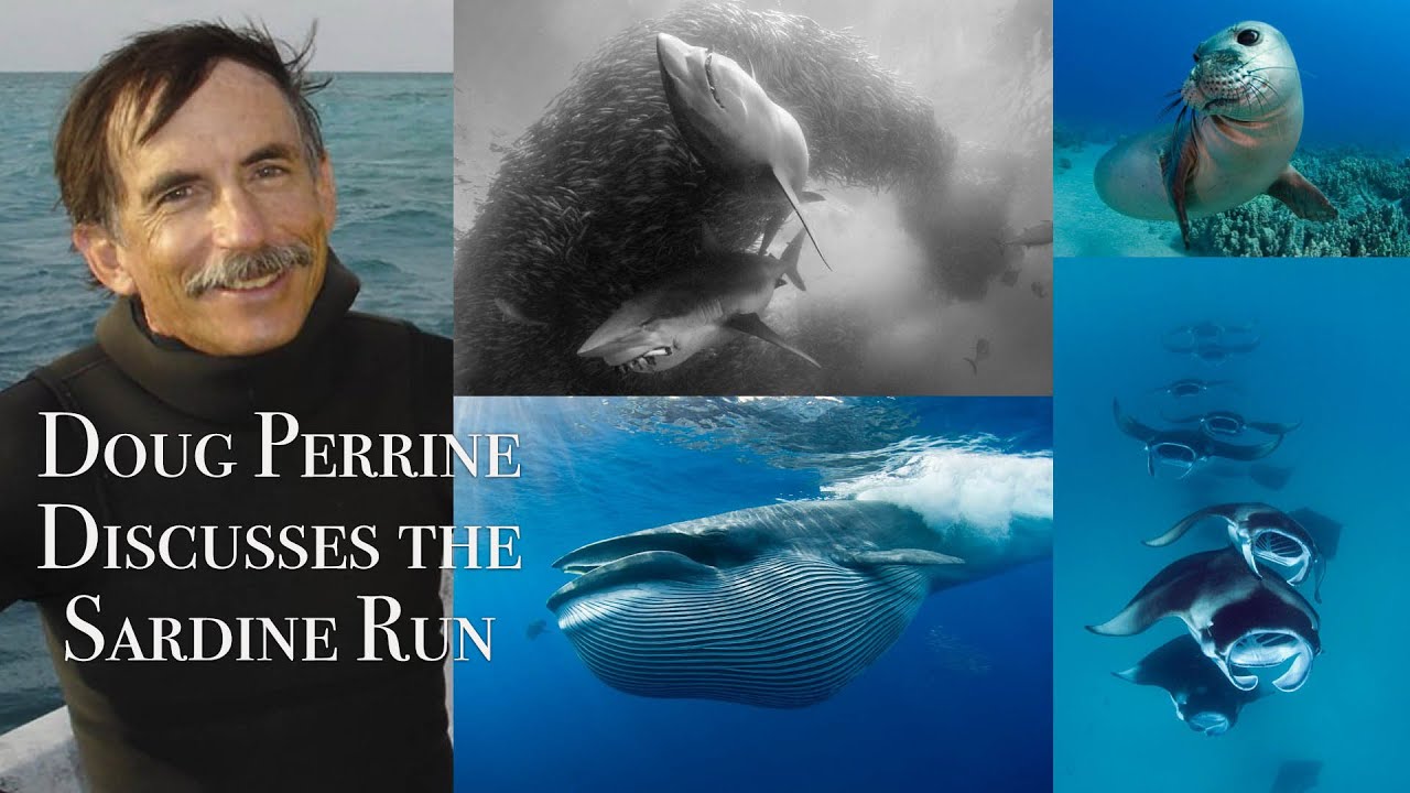 Doug Perrine Discusses Photographing the Sardine Run - YouTube
