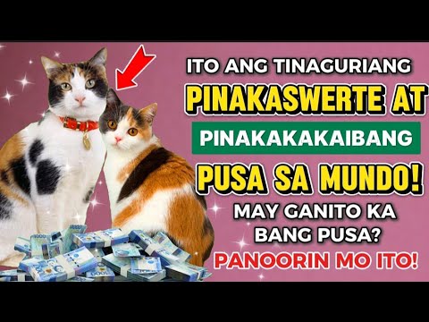 Pusang May Tatlong Kulay? Meron kaba nito? Magiging Milyonaryo kana ...