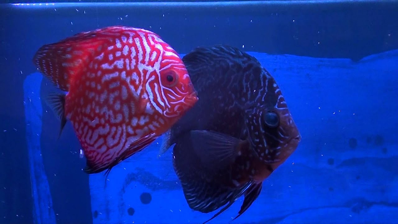 sick discus fish - YouTube