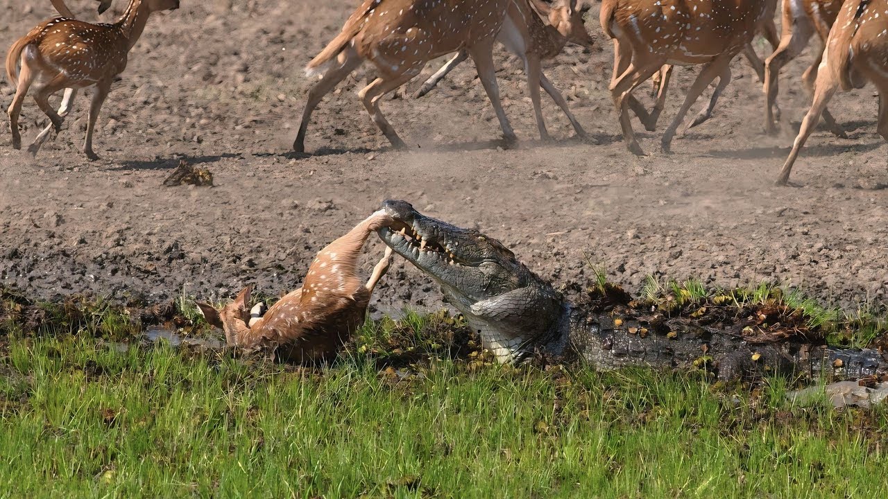 "The Ultimate Crocodile: Nature’s Perfect Predator!" - YouTube