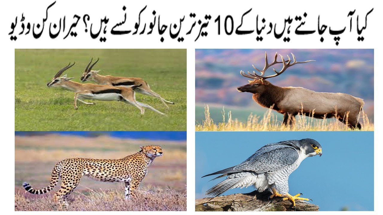 Fastest Animals In The World | 10 High Speed Running Animals On Earth ...