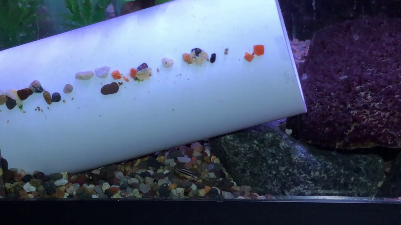 Auratus fry - YouTube