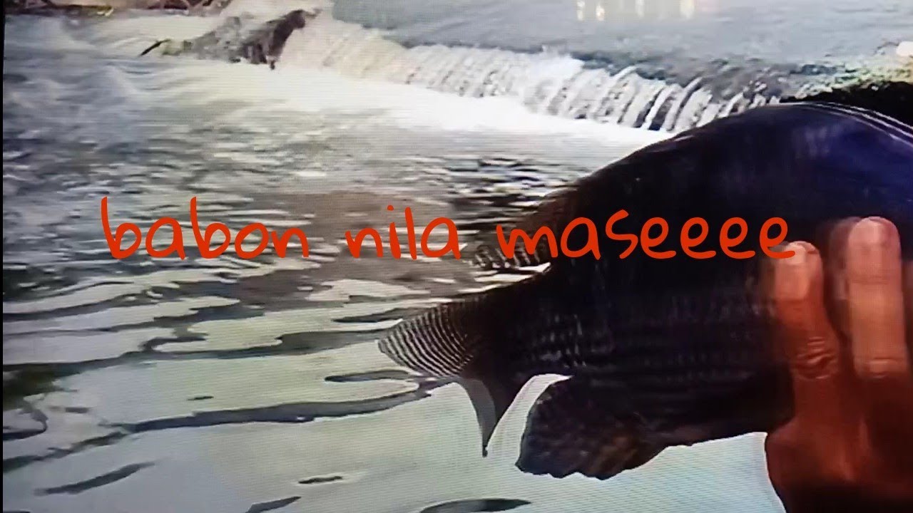 pakan lumut di sungai penghuninya babon nila semua - YouTube