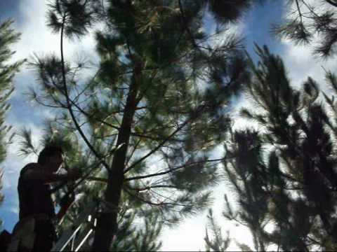 pinus radiata - lopper pruning - razorback loppers. - YouTube