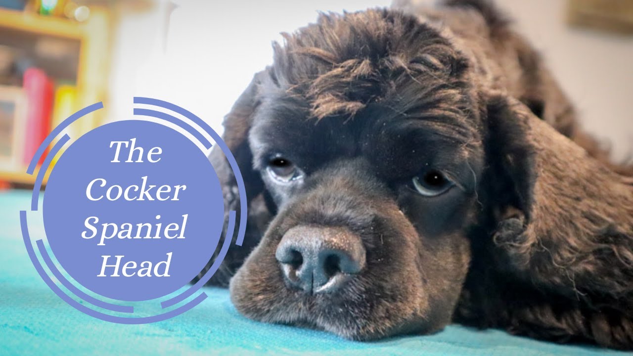 Grooming the Cocker Spaniel Head | Master Groomer Talks You Through ...