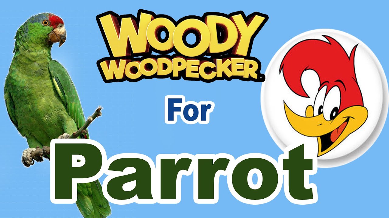 woody woodpecker whistle for parrots - parrot whistle training - YouTube