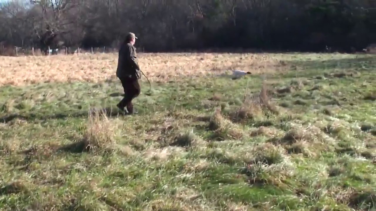 ELHEW POINTER - YouTube