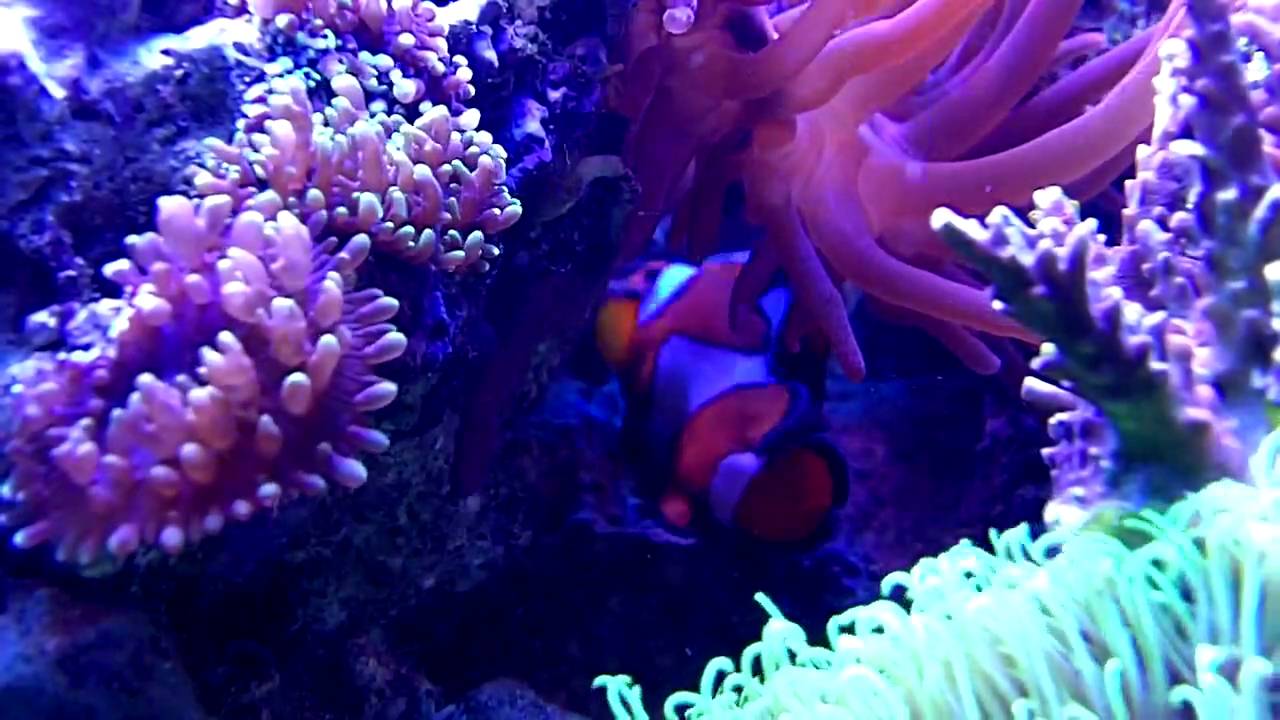 Clown fish spawning - YouTube