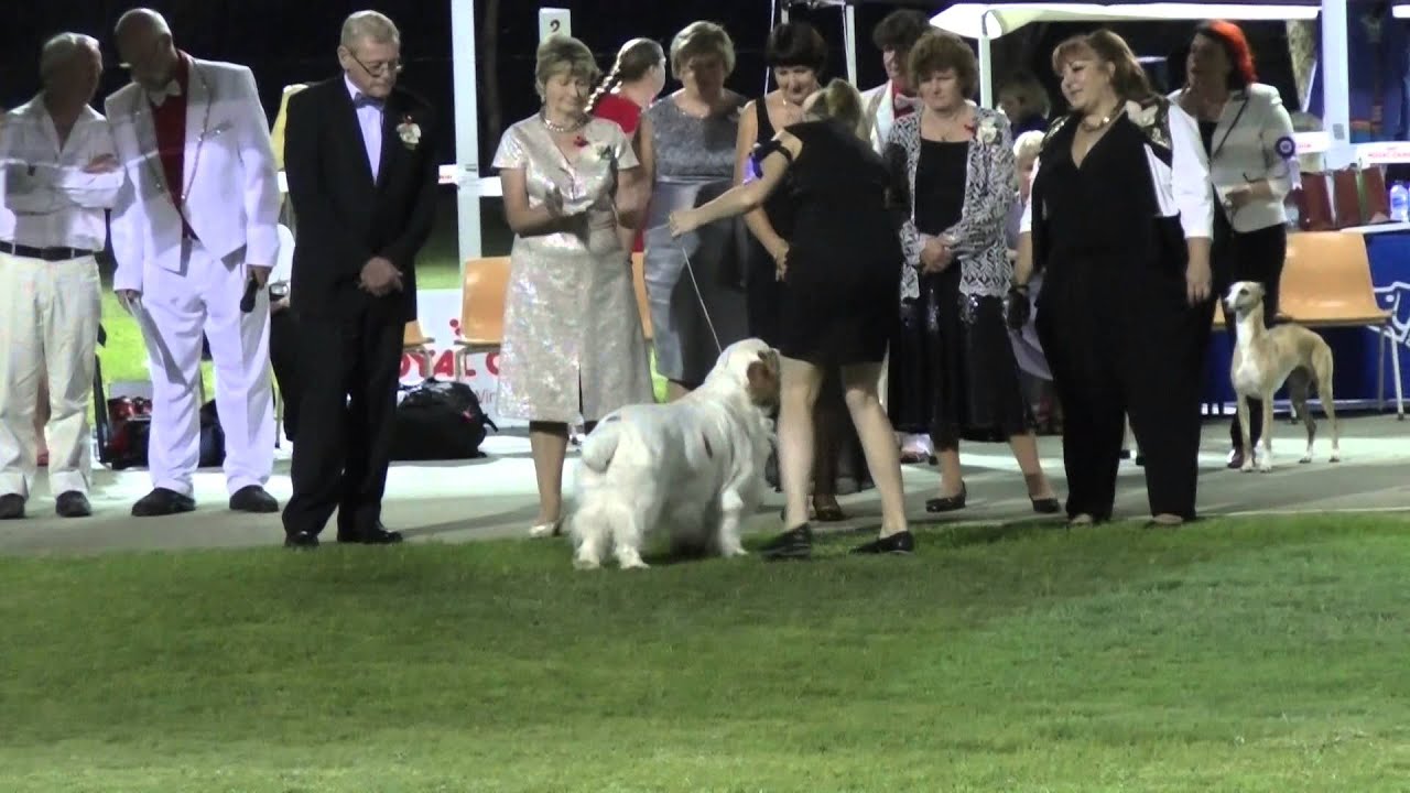 Show Dog of the Year 2015 - YouTube