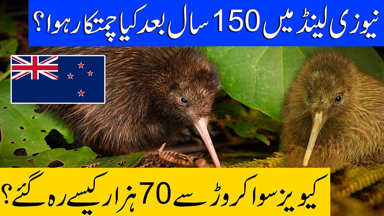 Surprising miracle in New Zealand after 150 years |Kiwi Population ...