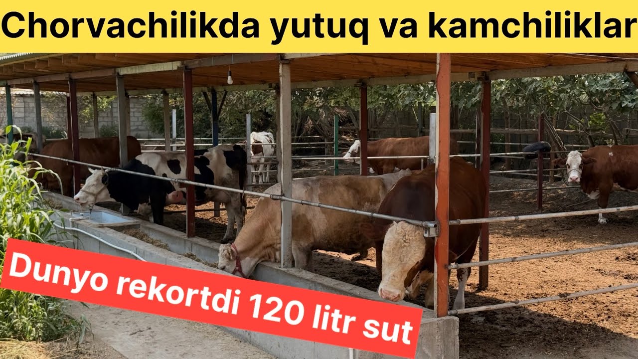 Chorvachilikda yutuq va kamchiliklar. - YouTube
