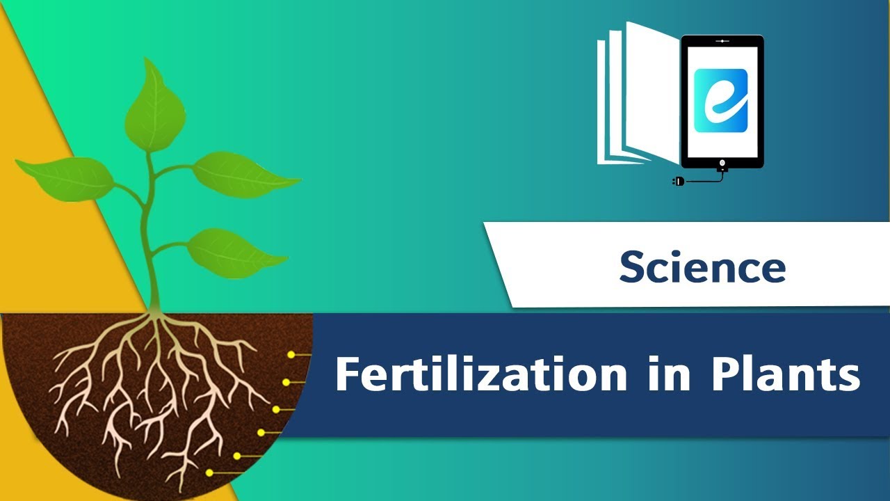 Fertilization in flowering Plants, 7 class science for kids - YouTube