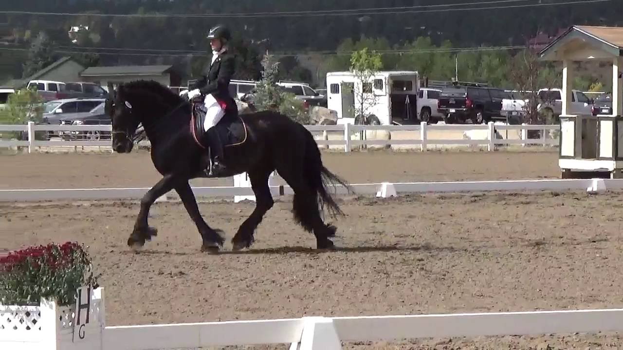 Warlock Regional Championship ride USDF 4th Level Test 3 - YouTube