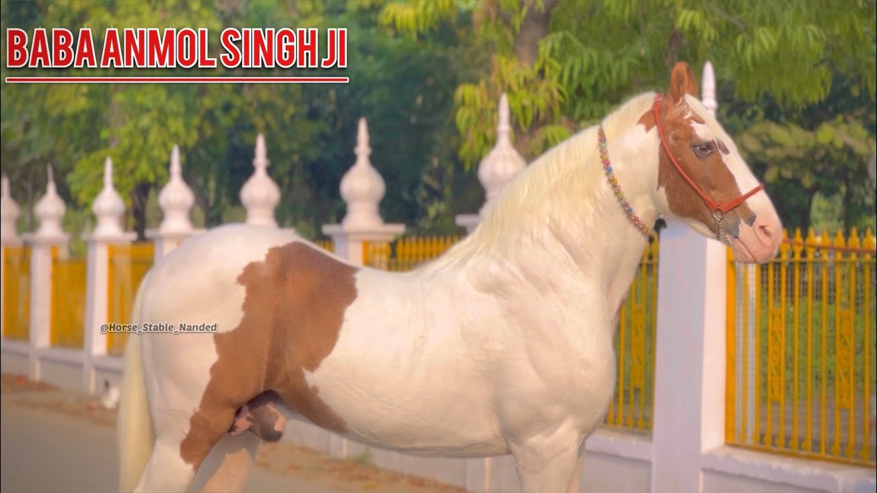 HORSES OF HAZUR SAHIB || GURU GOBIND SINGH JI’s HORSE || HORSE STABLE ...