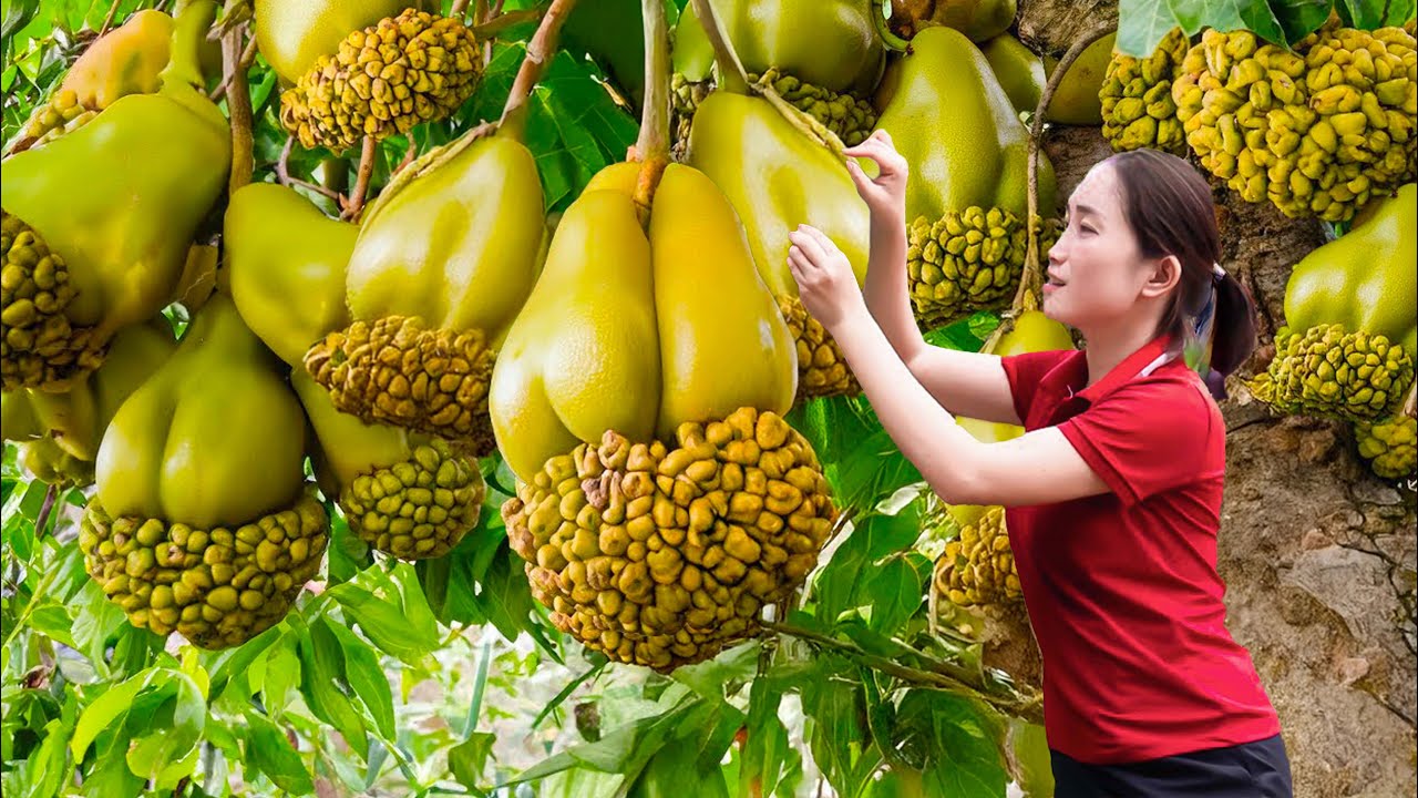 BREAKING! Harvesting VU SUA Twisted Fruit go to market Sell ...