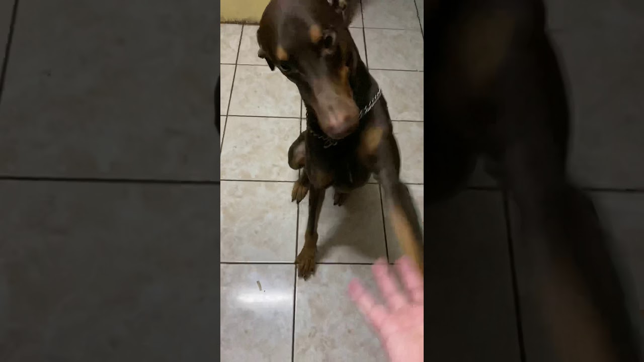 Pow! Doberman shot dead! - YouTube