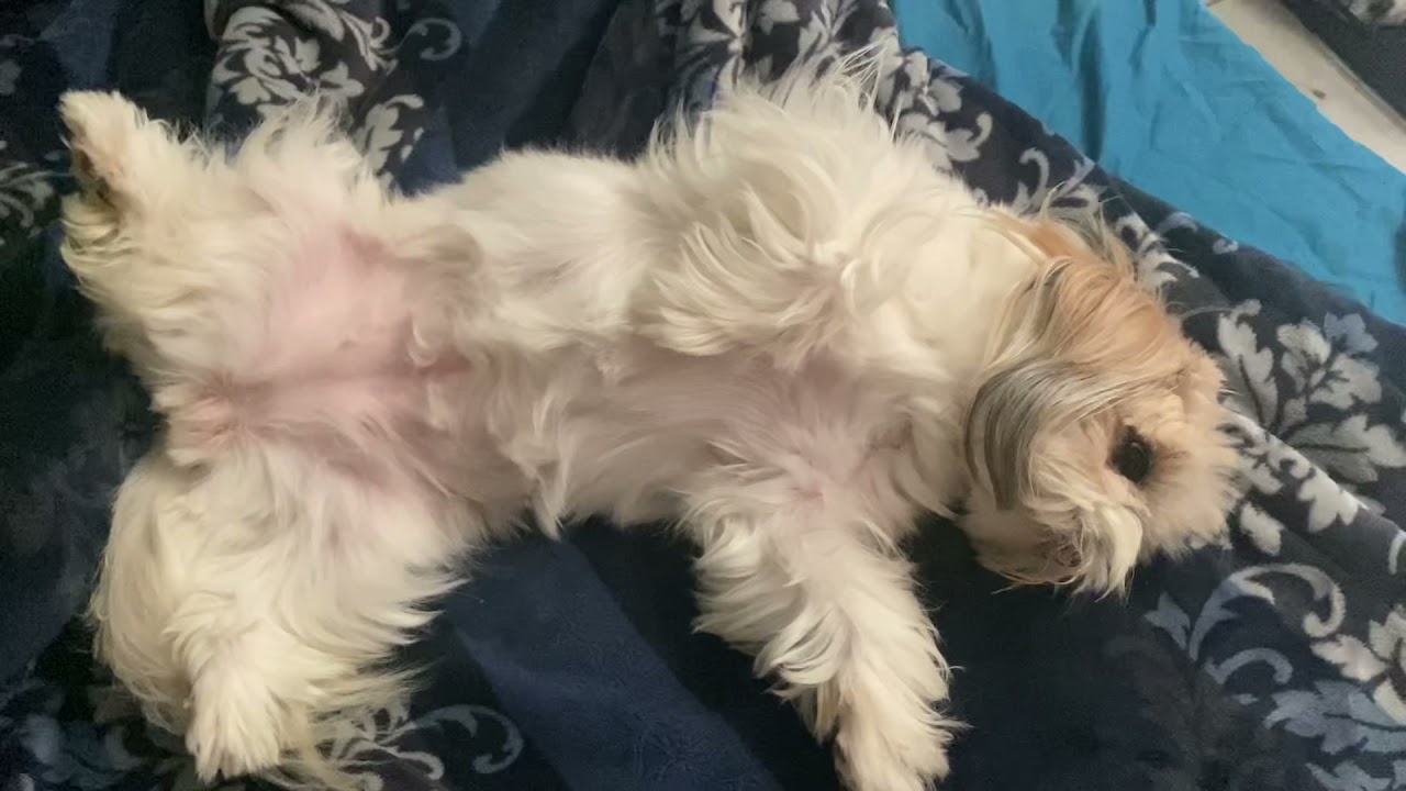 Que SIGNIFICAN las POSICIONES de los PERROS para DORMIR - YouTube