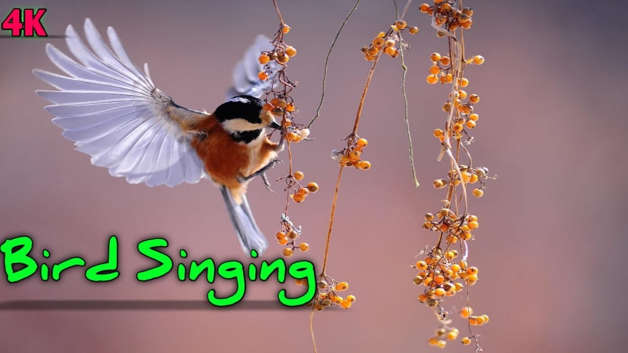 Sparrow Bird Sounds, Relaxing Nature Sounds, Relaxing Forest Sound To ...