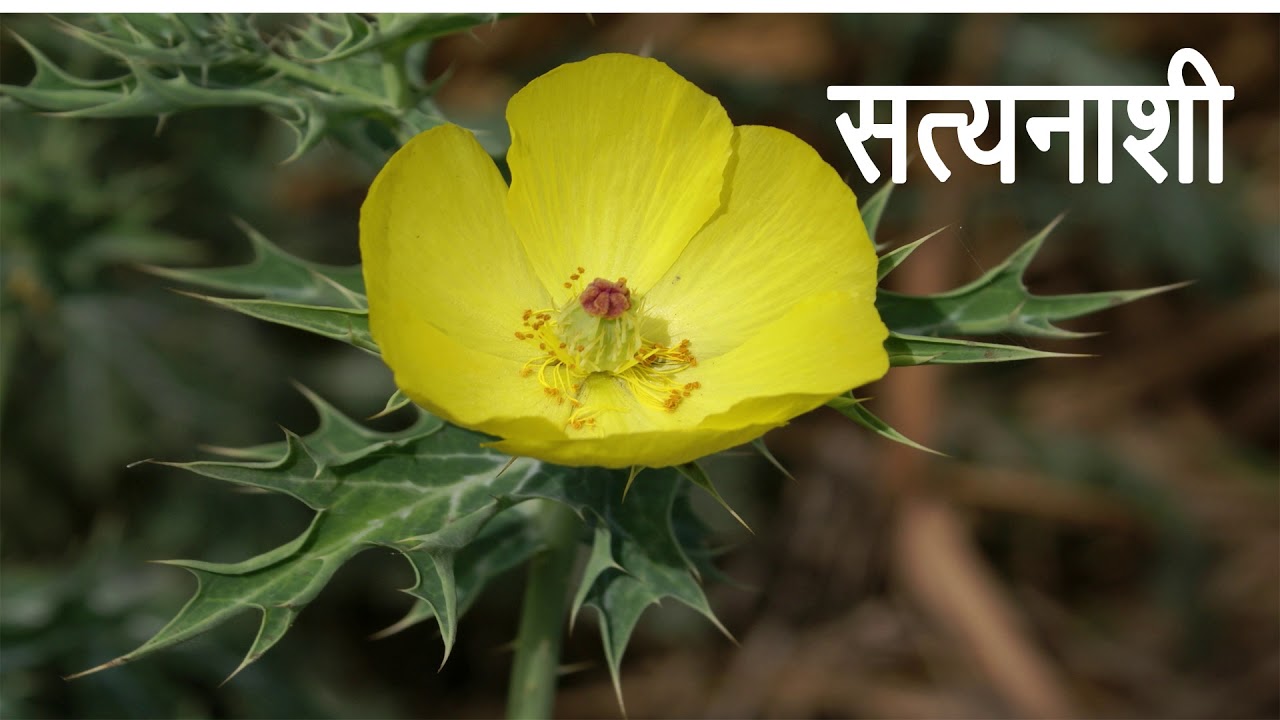 #सत्यनाशी पौधा महाऔषधि Satyanashi Benefits in Hindi !! #Aayurvedik ...