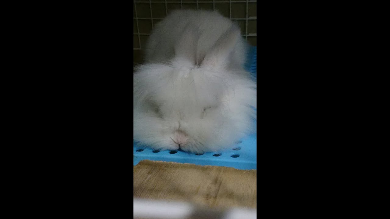 回るウサギ turn rabbit turn - YouTube