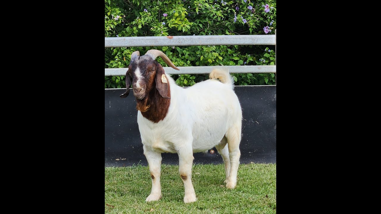 MICATHEL SCOTT LOT 48 - YouTube