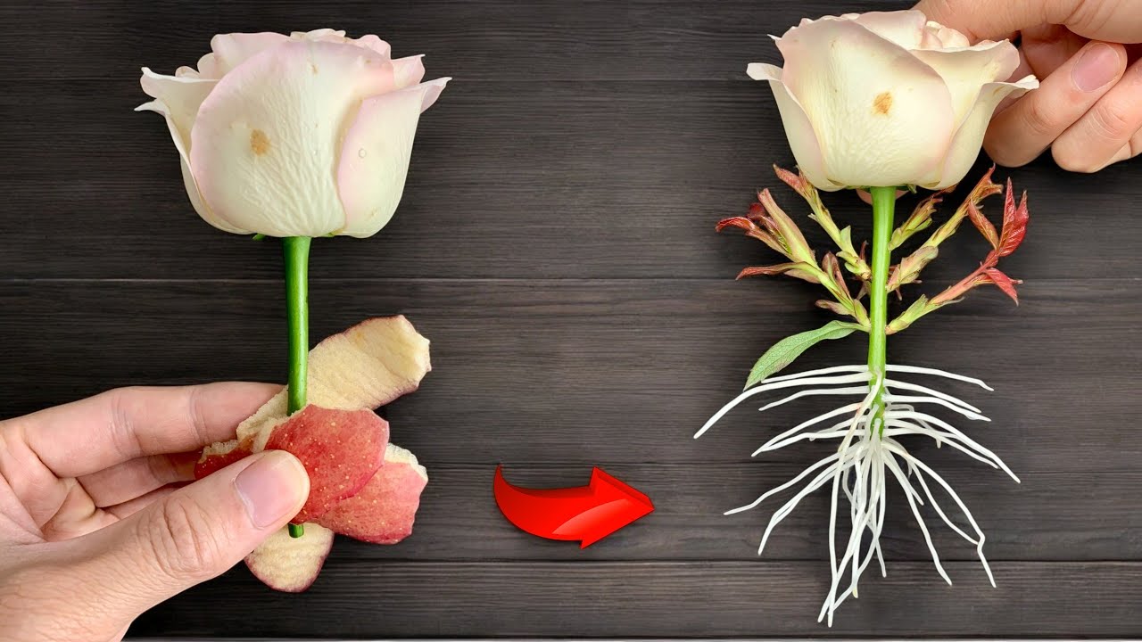 Just Apple Peel! Rose Suddenly Grows 1001 Roots and Blooms Forever ...