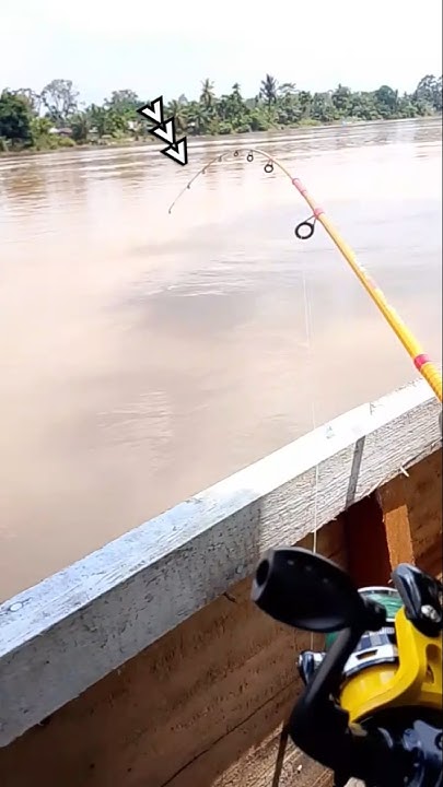 tarikan nya bikin ngiler🤤 #mancing #ikan #shorts #fyp - YouTube