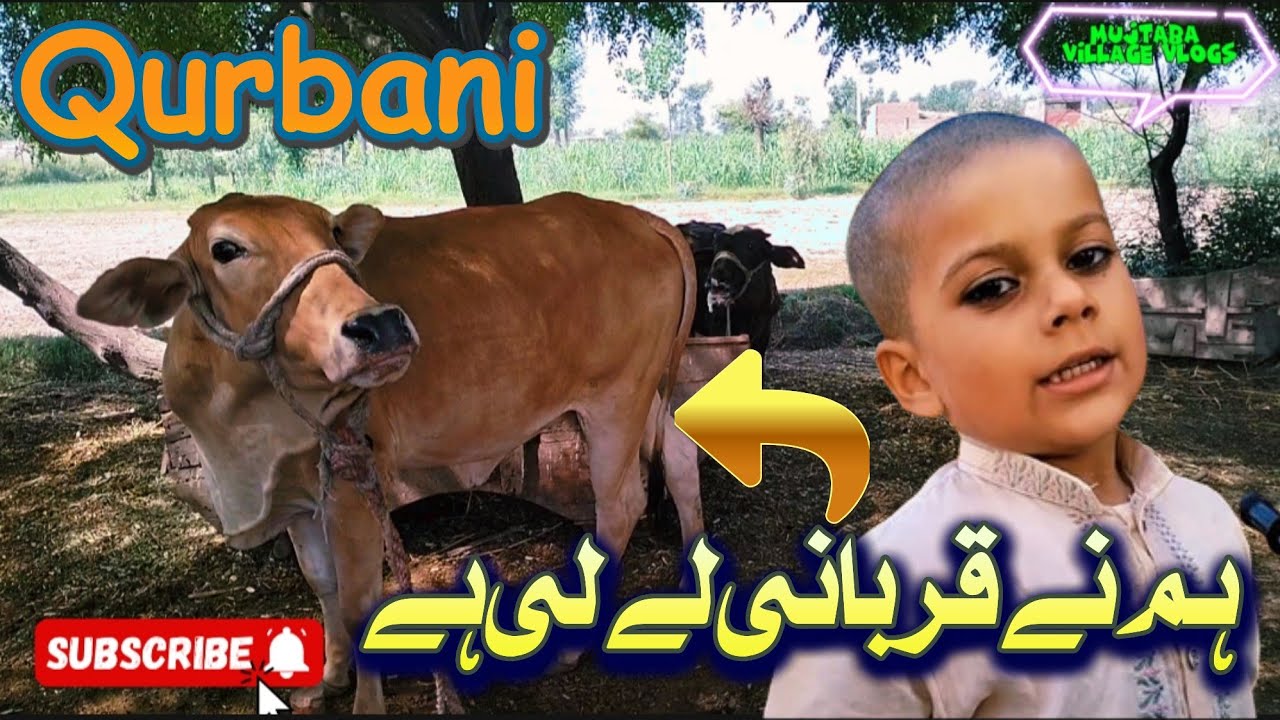 Hum NY Qurbani KH janver la lia🐂 |Mujtaba village vlogs| - YouTube