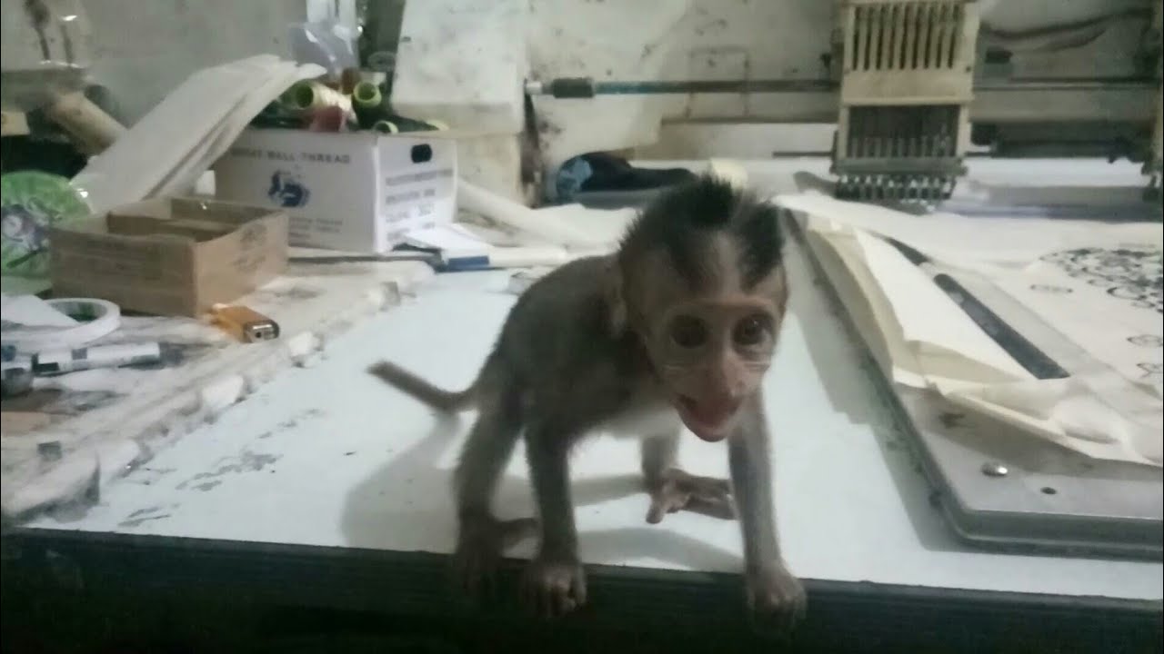 monkey baby onye cry for fear of height - YouTube