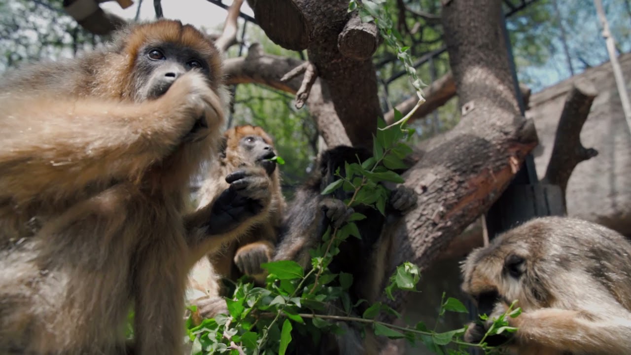 ANIMALES SOLITARIOS Y GREGARIOS - YouTube