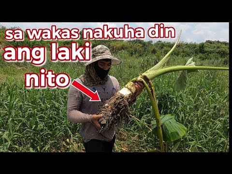 Catch&cook:grabe ang nangyari sa mga ligaw na gulay dito sa ilog - YouTube