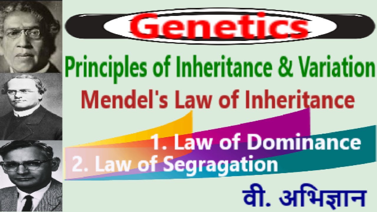 Mendel's Law of Inheritance | Law of Dominance | Law of Segregation ...