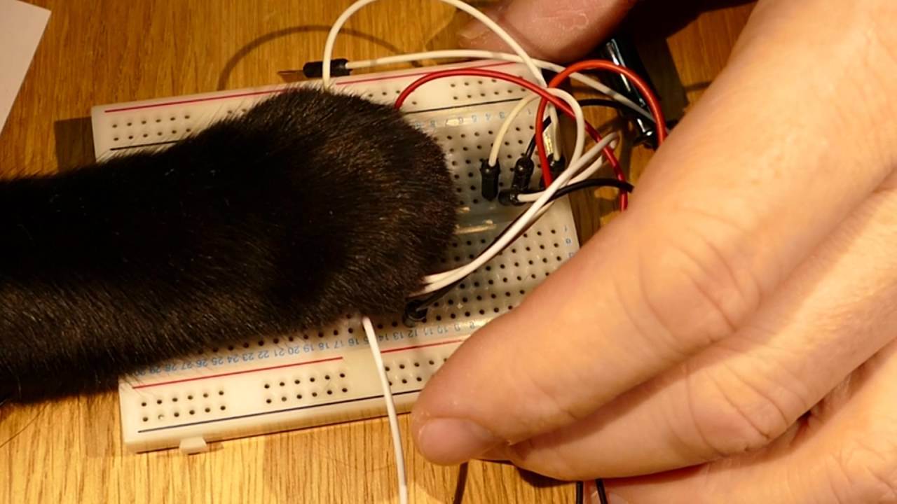 Electronics with a cat - YouTube