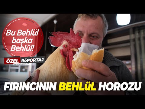 Fırıncının \