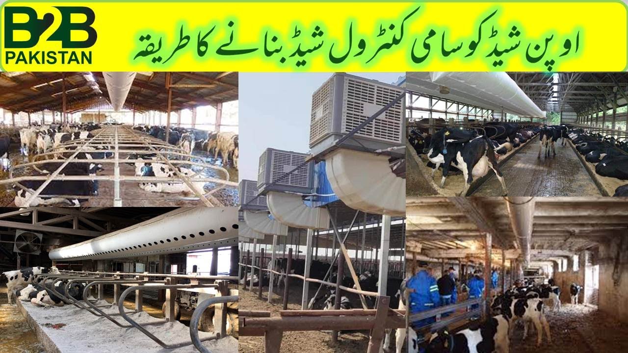 Semi Control Shed With Cooling System For Dairy Cows - YouTube
